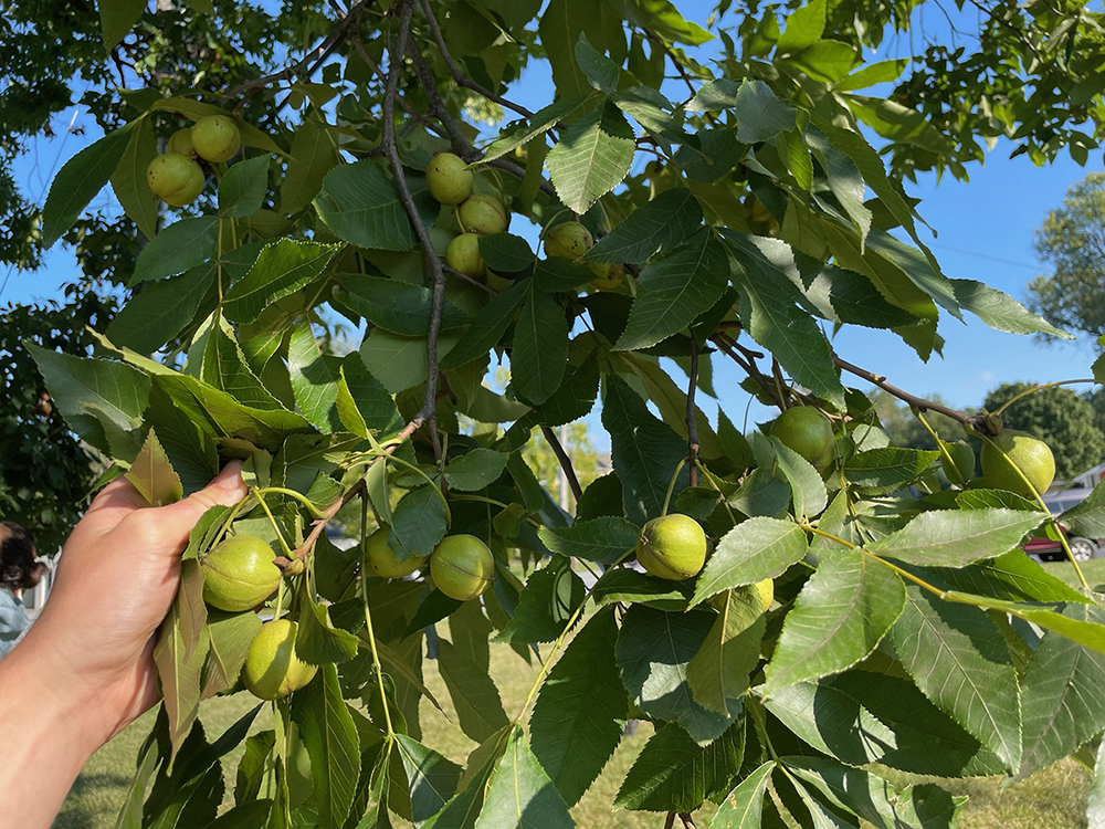 yellowbud hickory (bitternut) nuts on tree - Hudson Valley Farm Hub